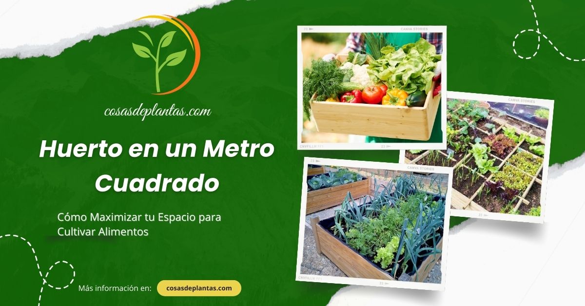 Huerto en un Metro Cuadrado: Cómo Maximizar tu Espacio para Cultivar ...