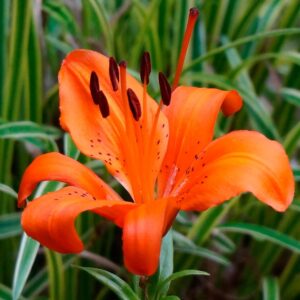 Cómo cultivar y cuidar el Lilium